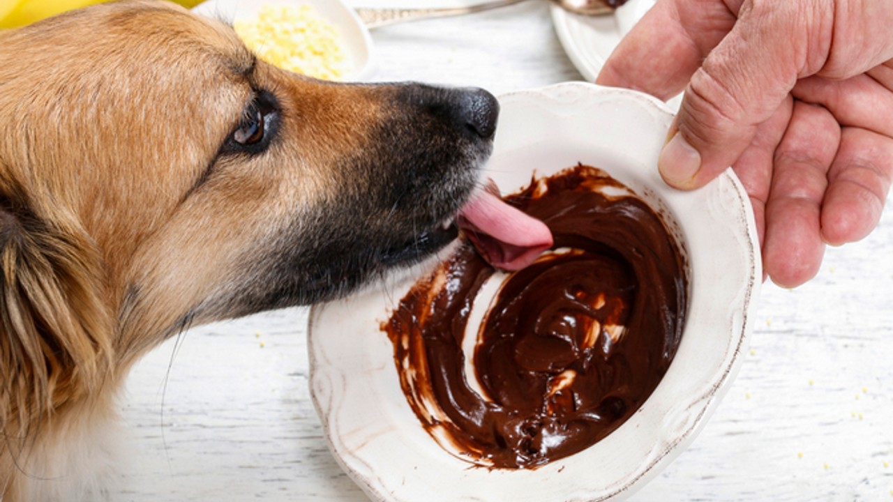 Köpekler Tatlı Yerse Ne Olur?